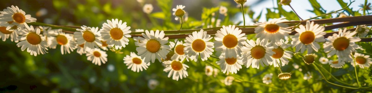 Daisy Chains